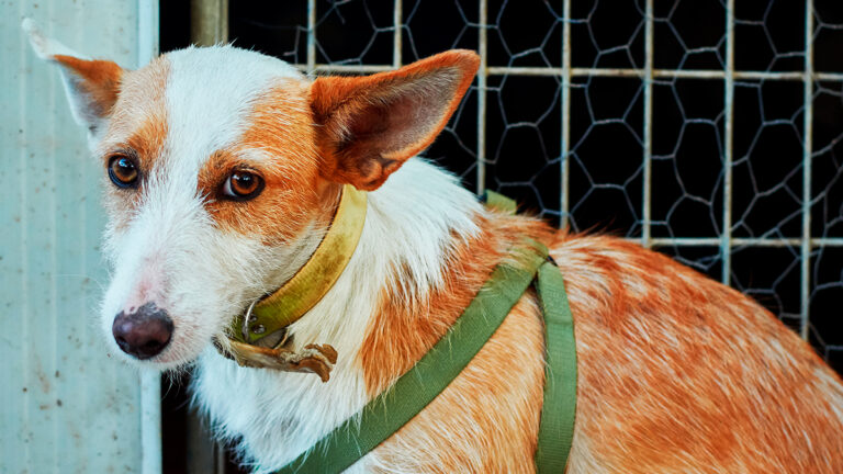 Une chienne errante trouve refuge et espoir grâce à l'intervention d ...