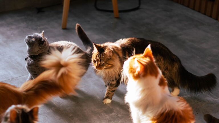 Cinq races de chats aux yeux verts : un émerveillement pour les ...